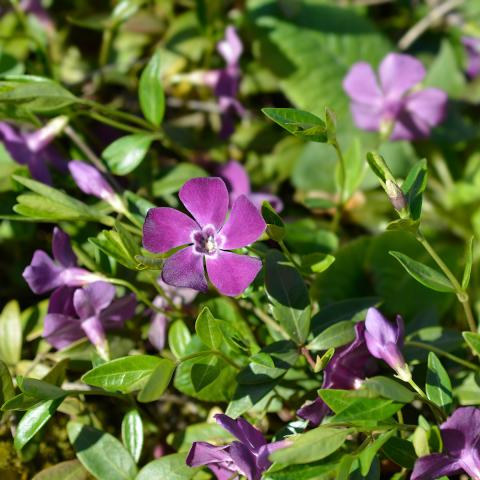 Pervenche - Vinca Minor Atropurpurea - Un couvre sol à jolies fleurs ...