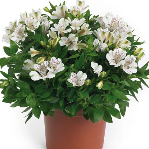 Alstroemeria Inticancha Magic White - Lis des Incas à fleur blanc pur ...