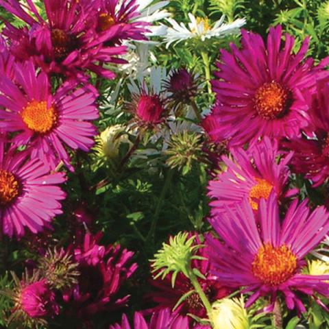 Aster novae-angliae Septemberrubin – Fleurs rouge rubis en septembre