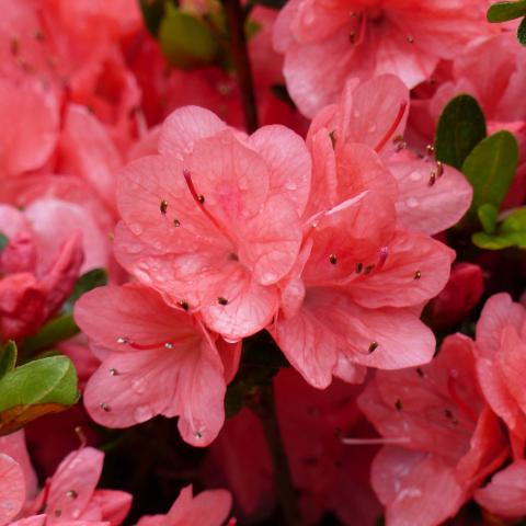 Azalée du Japon Rex - Azalea japonica aux fleurs roses saumonées