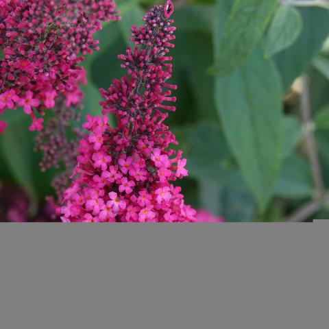 Buddleia davidii Monarch Prince Charming - Arbre aux papillons à fleurs ...