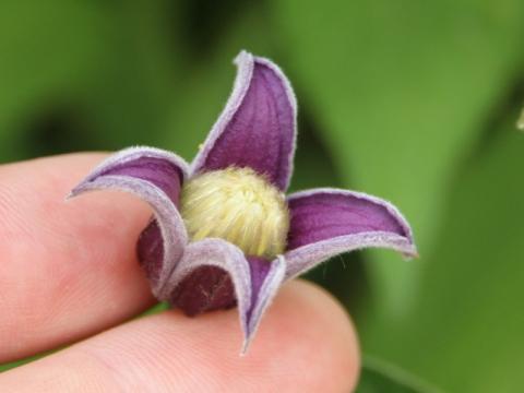 Clématite Fascination – Clematis integrifolia aux clochettes violettes