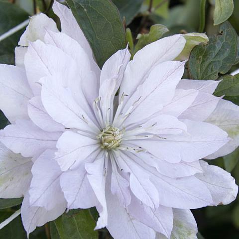 Clématite Violet Elisabeth – Clematis patens à fleurs doubles parme