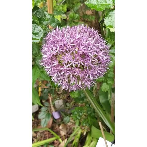 Allium Pinball Wizard - Ail d'ornement - Bulbeuse aux fleurs rose-mauve