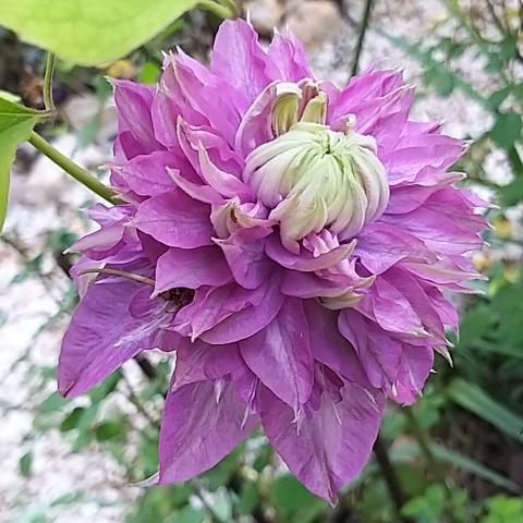 Clématite Kaiser (Empereur) - Clematis aux grandes fleurs rose vif