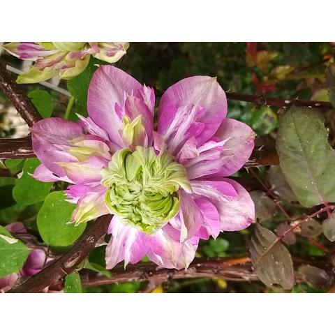 Clématite Kaiser (Empereur) - Clematis aux grandes fleurs rose vif