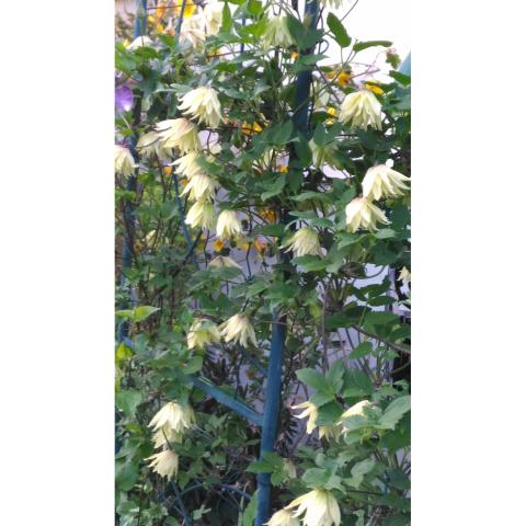 Clématite Amber - Clematis koreana à clochettes jaune tendre et rose