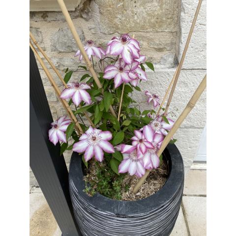 Clématite Picotee - Clematis patens à grandes fleurs étoilées bicolores