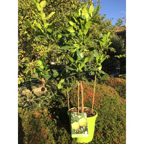 Combava - Citrus hystrix - Agrume doté de fruits verts grumeleux