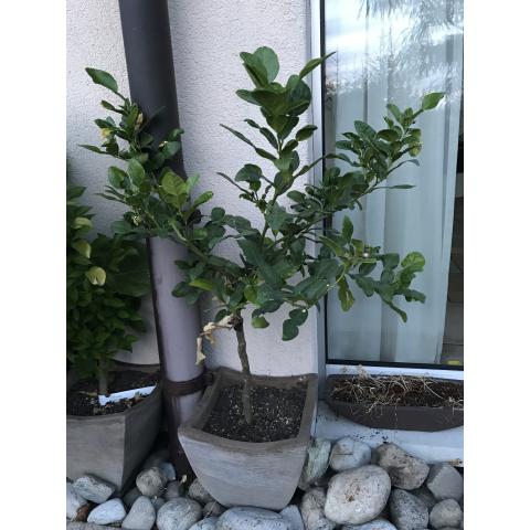 Combava - Citrus hystrix - Agrume doté de fruits verts grumeleux