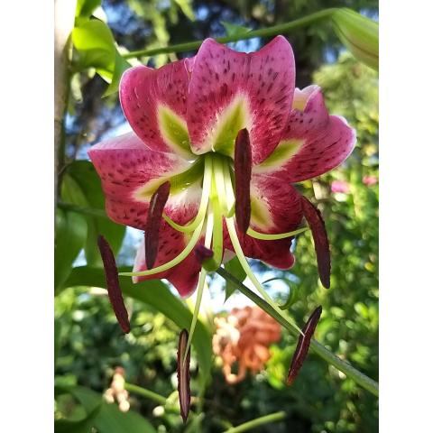 Lilium speciosum rubrum Uchida - Lis botanique rose parfumé.