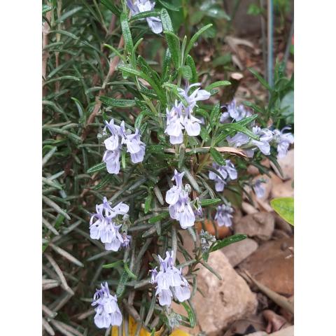 Romarin - Rosmarinus officinalis - Plante aromatique et condimentaire