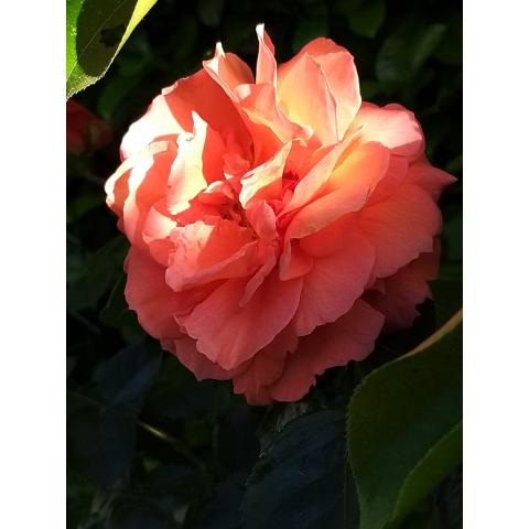 Rosier à fleurs groupées Orangerie - Roses doubles, orange intense ...