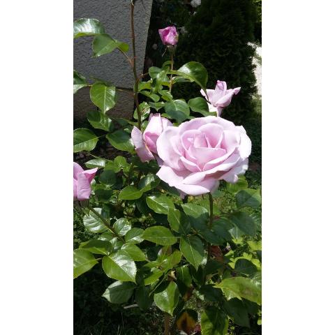 Rosier Rose Synactif by Shiseido - Grandes fleurs mauve lilas, doubles ...