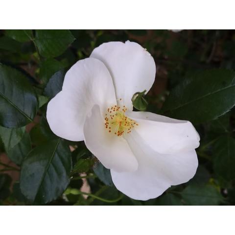 Rosa Escimo Kormifari - Rosier arbustif à fleurs simples blanches ...