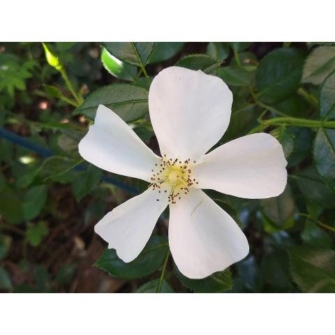 Rosa Escimo Kormifari - Rosier arbustif à fleurs simples blanches ...