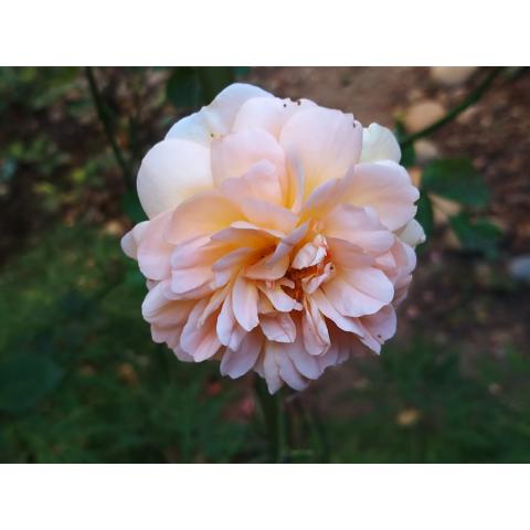 Rosa Dame Judi Dench Ausquaker - Rose anglaise David Austin à fleurs ...