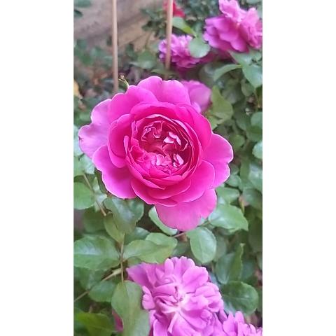 Rosa Princess Anne® - Auskitchen - Rose anglaise David Austin - Des ...