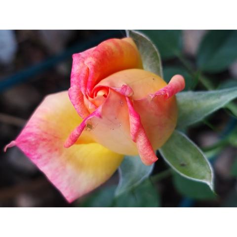 Rosa Little Sunset ® - Rosier miniature, au port harmonieux, aux ...