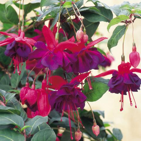 Fuchsia Maori Maid / Voodoo - fuchsia retombant géant de couleur rouge ...