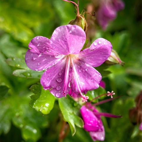 Geranium vivace cantabrigiense Crystal Rose - Un tapis de fleurs d'un ...