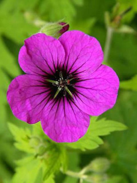 Le Géranium Anne Thomson, un géranium plus compact aux fleurs magenta.