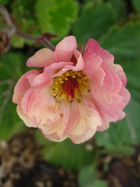 Geum Cosmopolitan - Benoîte blanc pêche