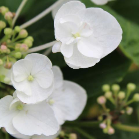 Hydrangea macrophylla Libelle (Teller white) – Hortensia à fleurs blanches