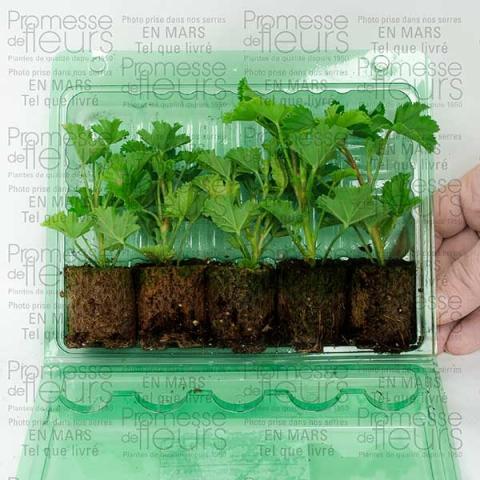 Pelargonium - Géranium Angel Eyes® Randy