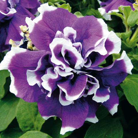 Pétunia Bavaria BellPétunia surfinia double retombant violet bordé de ...