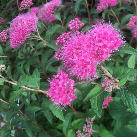 Spiraea bumalda Superstar - Spirée japonaise à belles fleurs rose rouge