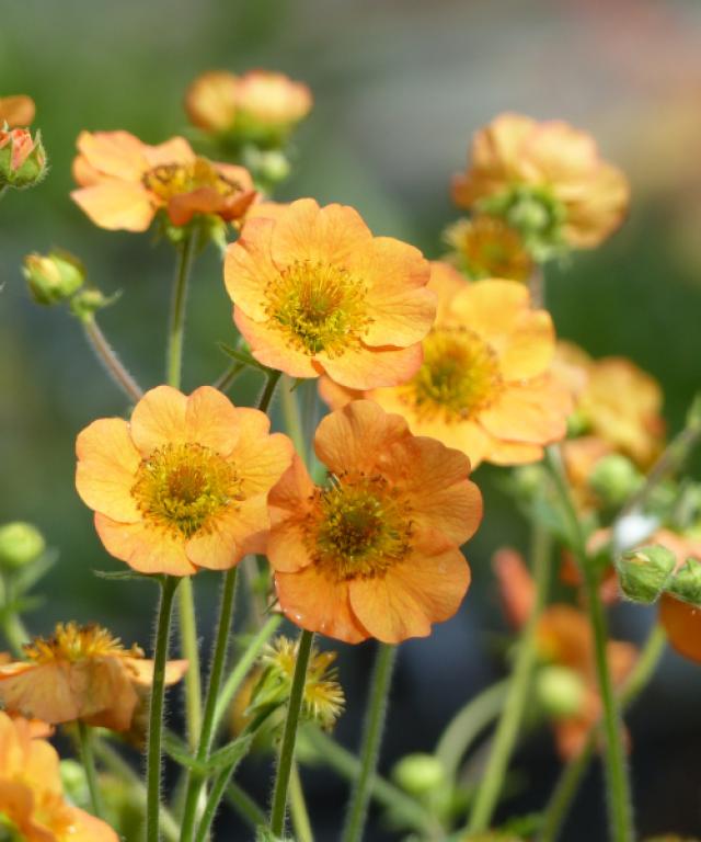 Promesse de Fleurs, plantes de jardin de qualité depuis 1950