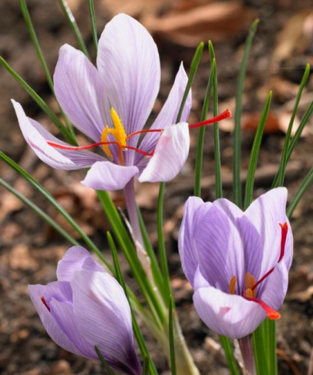 Promesse de Fleurs, plantes de jardin de qualité depuis 1950