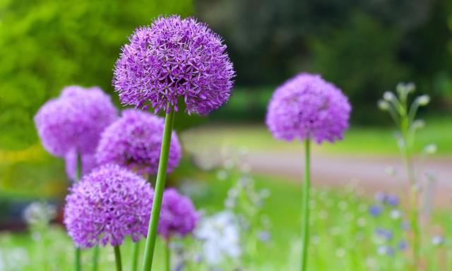 Promesse de Fleurs, plantes de jardin de qualité depuis 1950