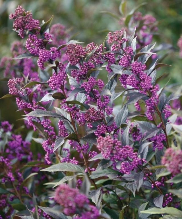 Tous nos arbustes, la liste de A à Z, caducs ou persistants, à ...