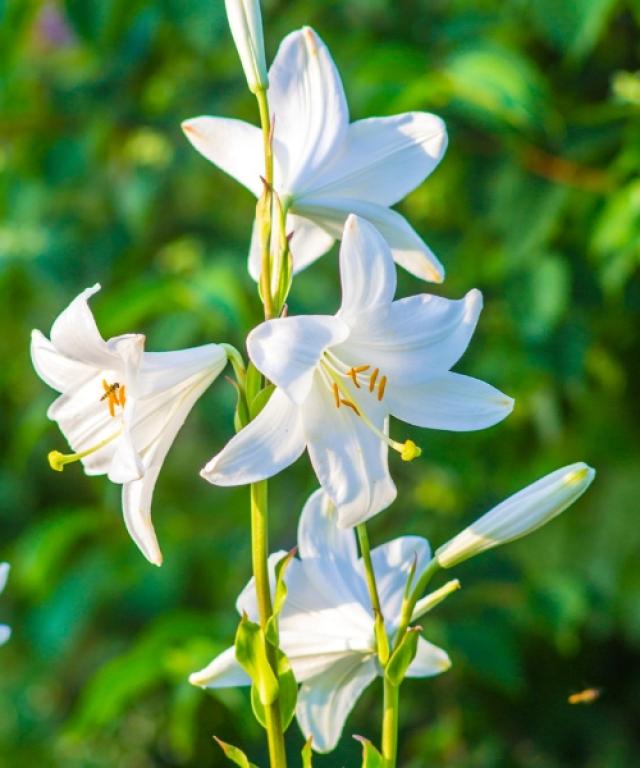 Promesse de Fleurs, plantes de jardin de qualité depuis 1950