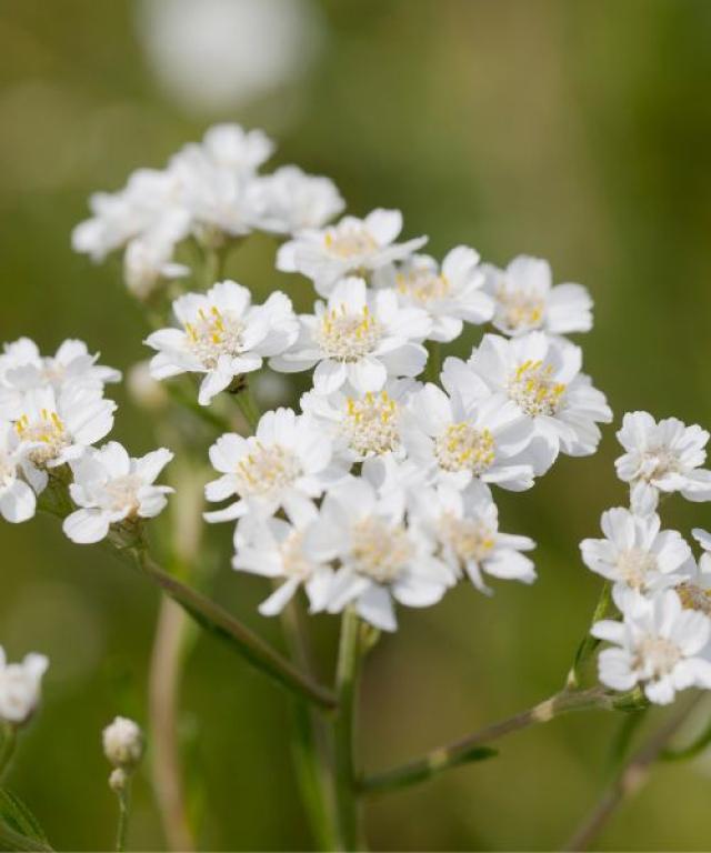 Promesse de Fleurs, plantes de jardin de qualité depuis 1950