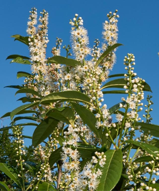 Rosier liane - Les plus belles variétés, vigoureuses et florifères