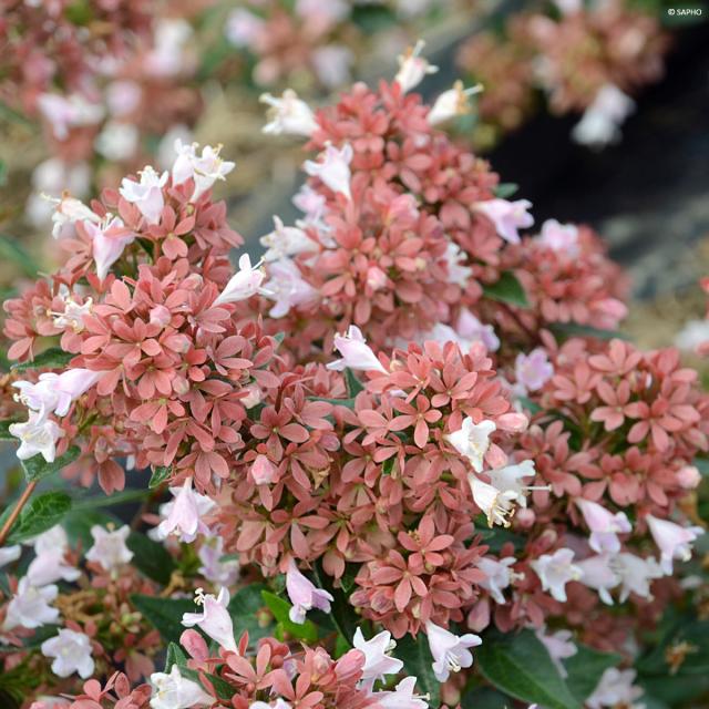 Abelia Raspberry Profusion - Abélia à floraison précoce et abondante ...