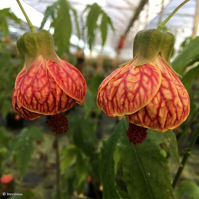 Abutilon striatum Redvein - Arbuste de climat doux aux fleurs striées ...
