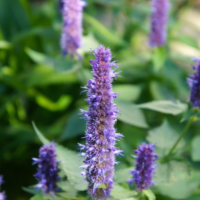Agastache Black Adder – Fleurs bleu électrique sur tiges noires