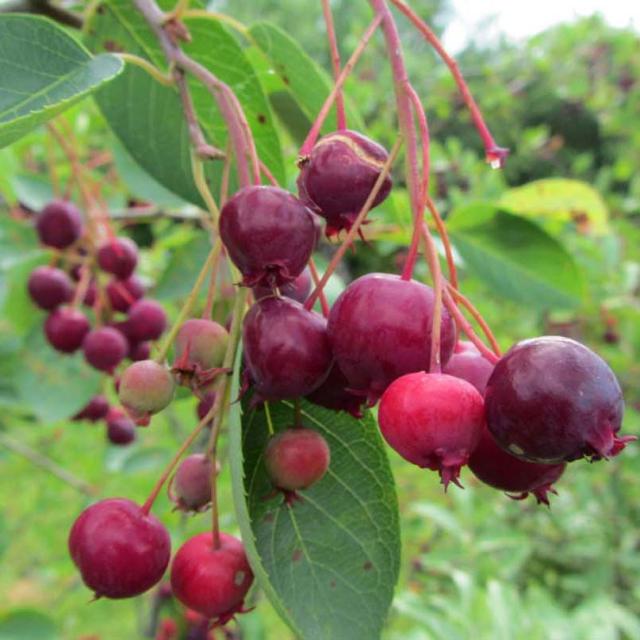 Arbuste à Fruits Comestibles