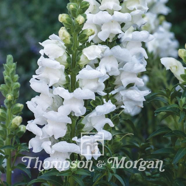 Antirrhinum majus Royal Bride - Grand muflier - Gueule de loup - Plante ...