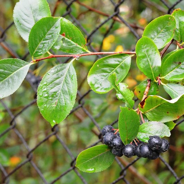 Aronia melanocarpa - Aronie à fruits noirs comestibles