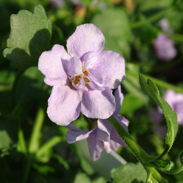 Bacopa Scopia Double Lavender - Sutera cordata - Annuelle à fleurs ...