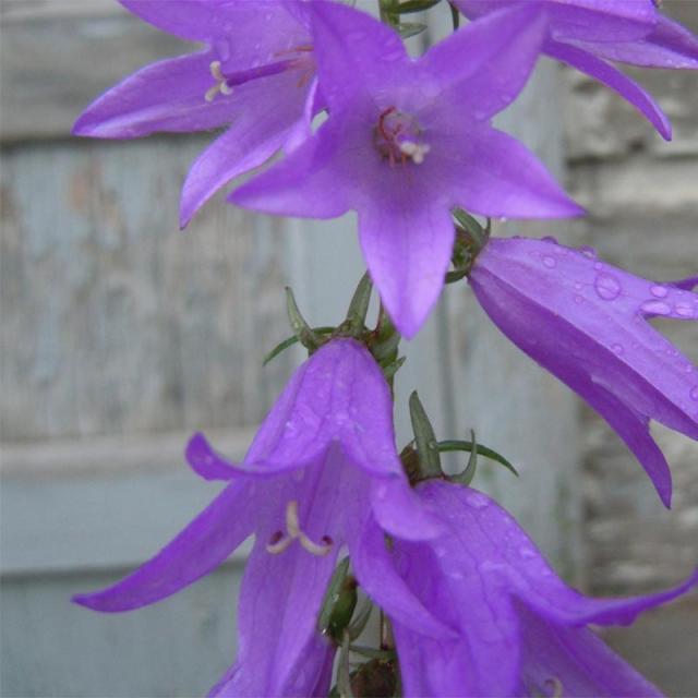 Campanula rapunculoides - Campanule fausse raiponce - Belle vivace ...