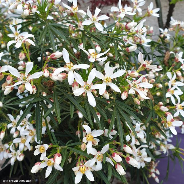 Choisya x dewitteana Little Bee - Oranger du Mexique nain