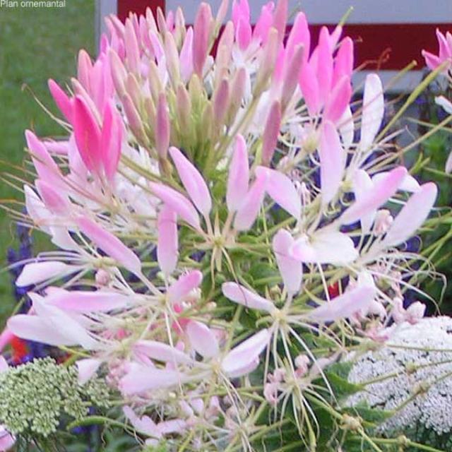 Cléome spinosa Sparkler Blush- annuelle à floraison bicolore rose et ...