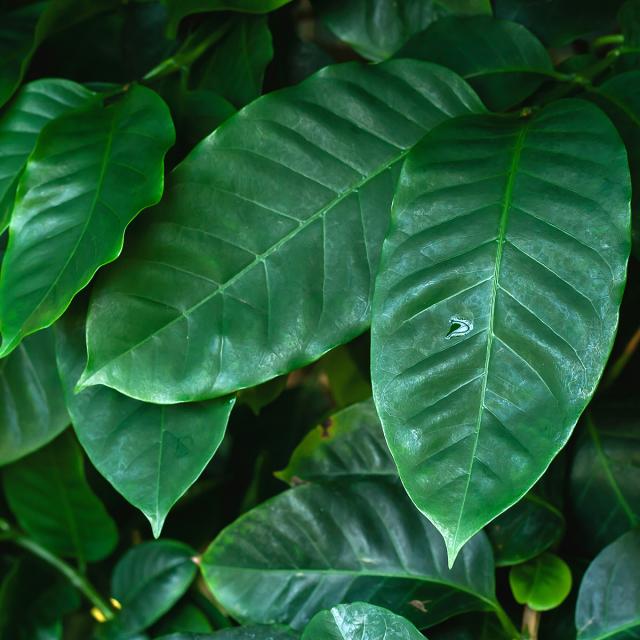 Coffea arabica - Caféier - Plante d'intérieur à feuillage brillant et ...