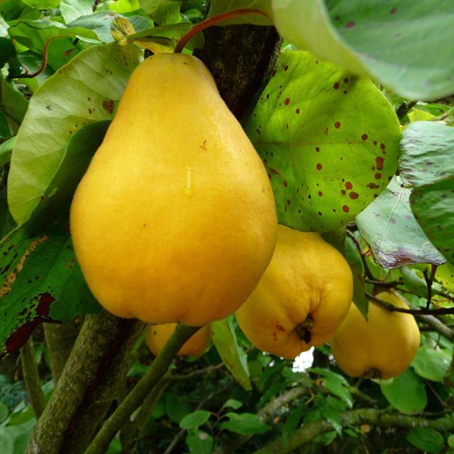 Cognassier du Portugal - Cydonia oblonga - Arbre à coings bien parfumés